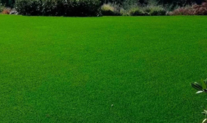 Best Cover for Grass Seed: Essential Protection for Lush Lawns
